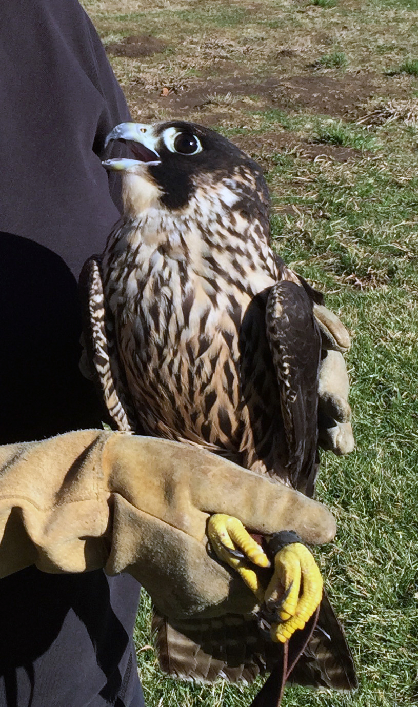 Peregrine Falcon Hunting Deer