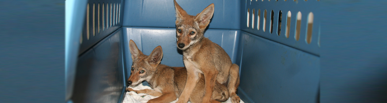 Medical Emergency - California Wildlife Center | California Wildlife Center