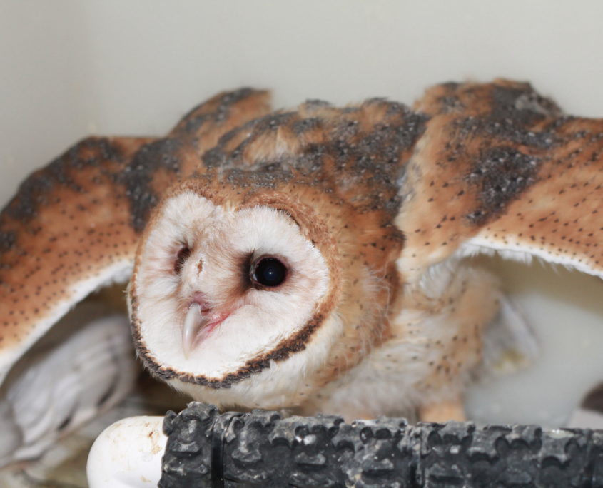 Gallery - California Wildlife Center | California Wildlife Center