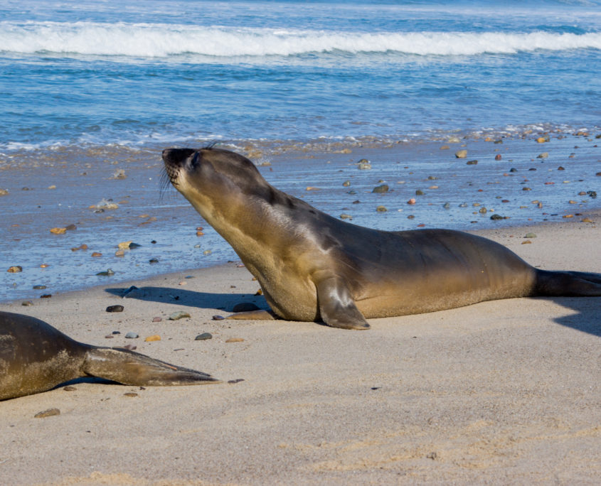 California Wildlife Center - Protecting California's native wildlife