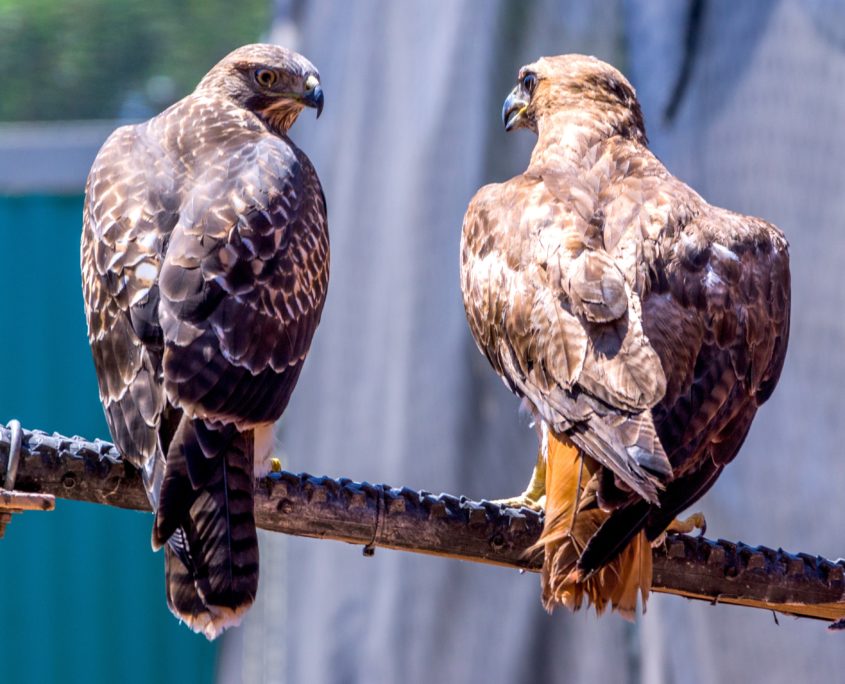 California Wildlife Center - Protecting California's native wildlife
