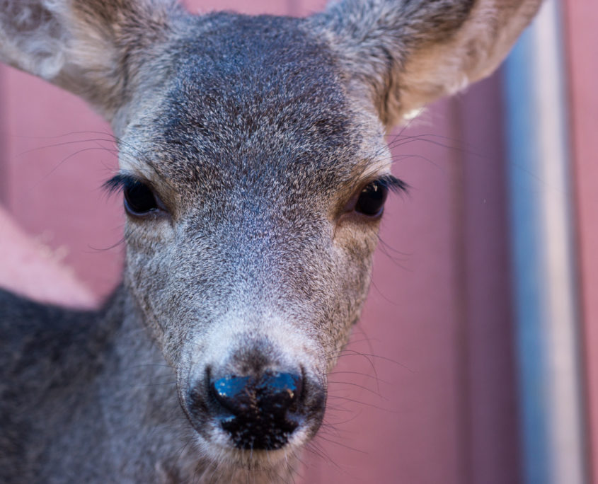 California Wildlife Center - Protecting California's native wildlife