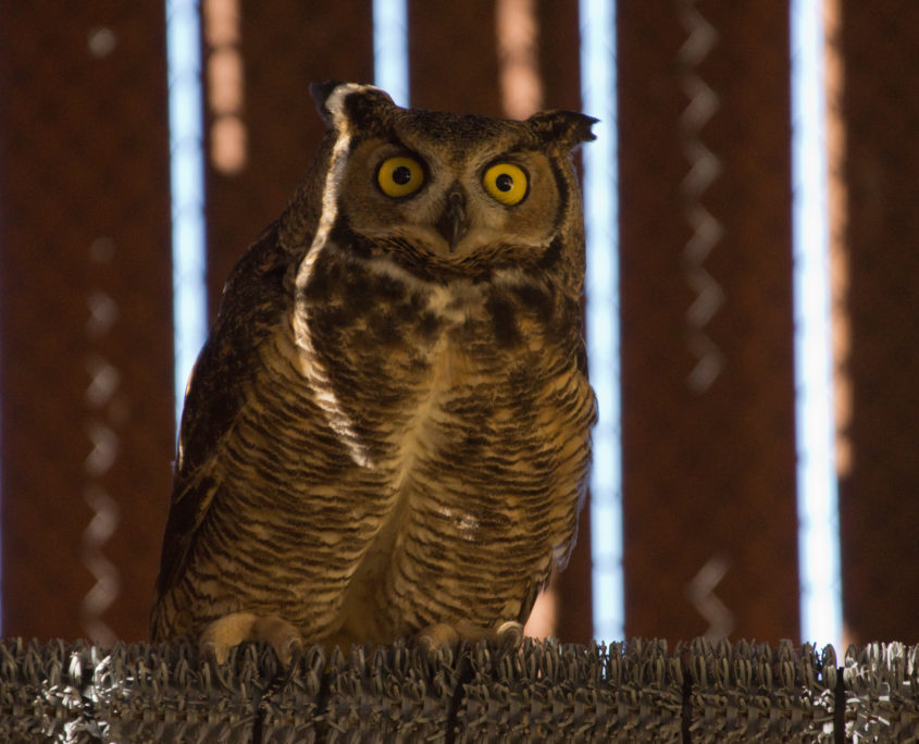 California Wildlife Center - Protecting California's native wildlife