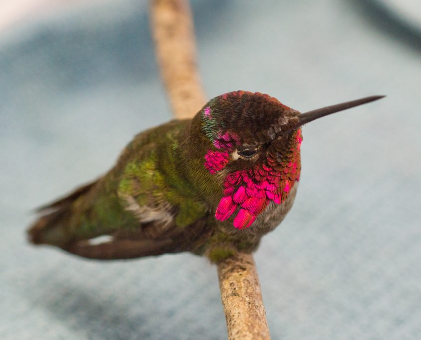 Gallery - California Wildlife Center | California Wildlife Center