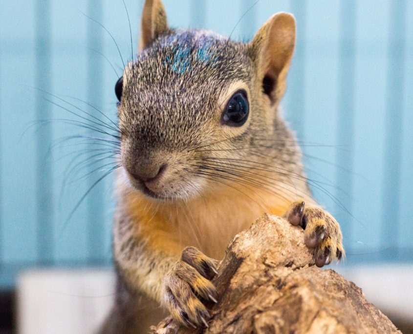California Wildlife Center - Protecting California's native wildlife