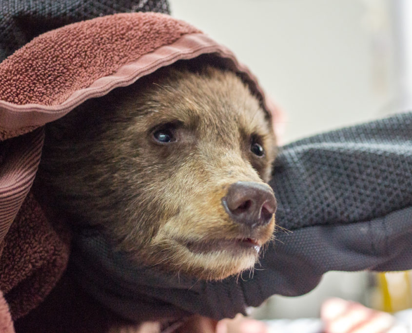 California Wildlife Center - Protecting California's native wildlife
