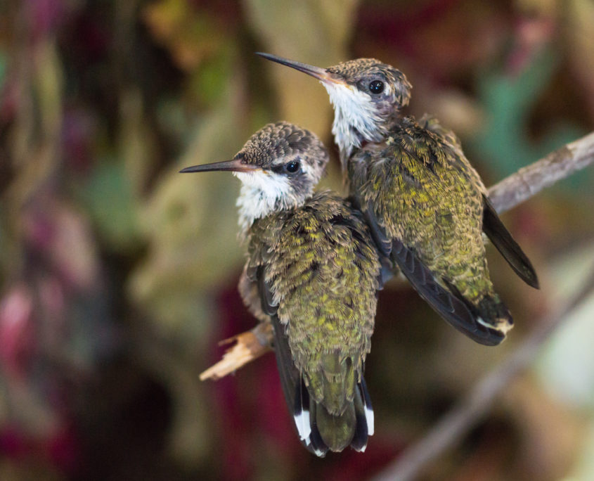 California Wildlife Center - Protecting California's native wildlife