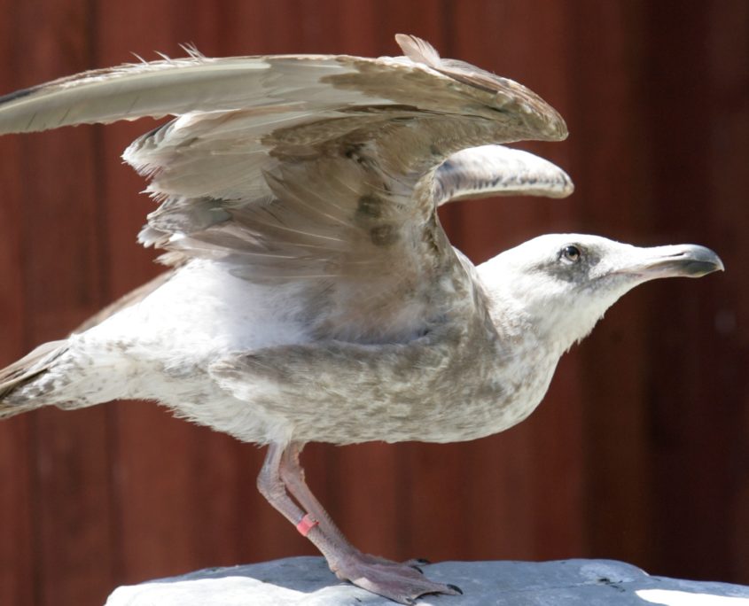 Gallery - California Wildlife Center | California Wildlife Center