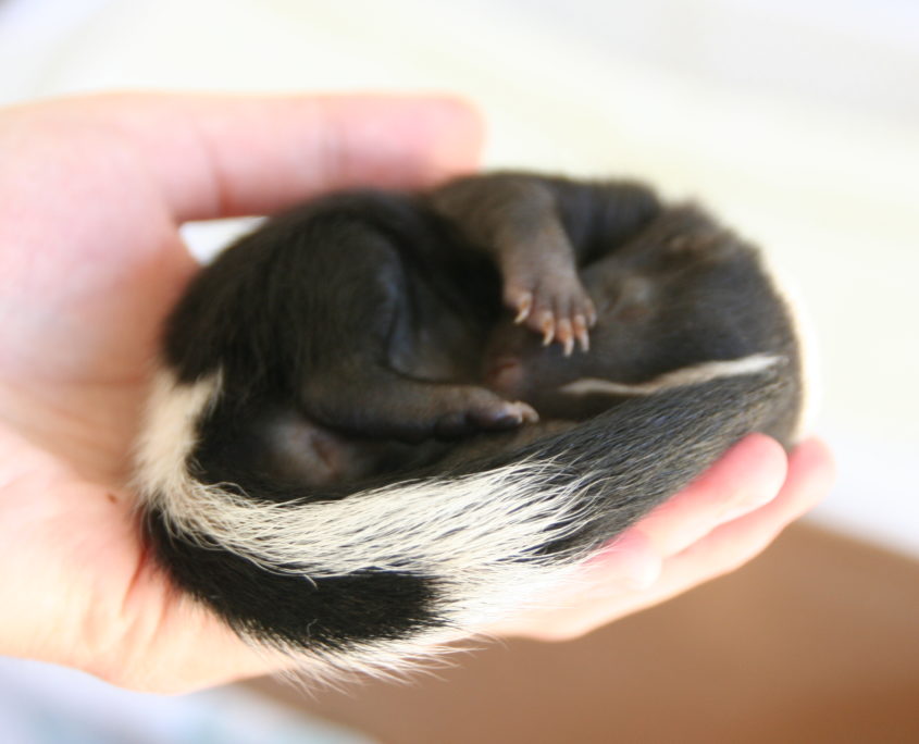 Gallery - California Wildlife Center | California Wildlife Center