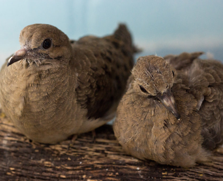 California Wildlife Center - Protecting California's native wildlife