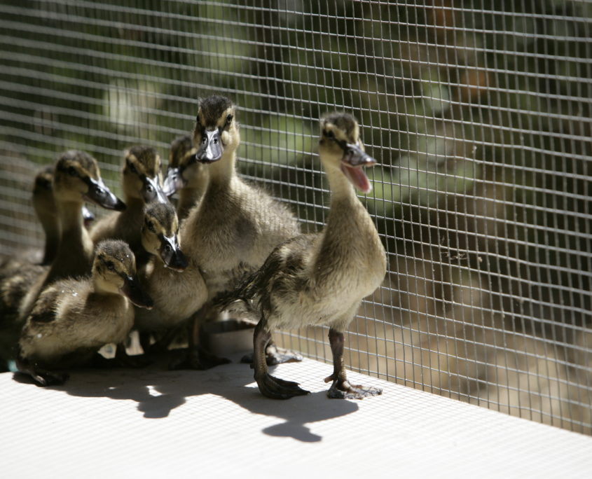 Gallery - California Wildlife Center | California Wildlife Center