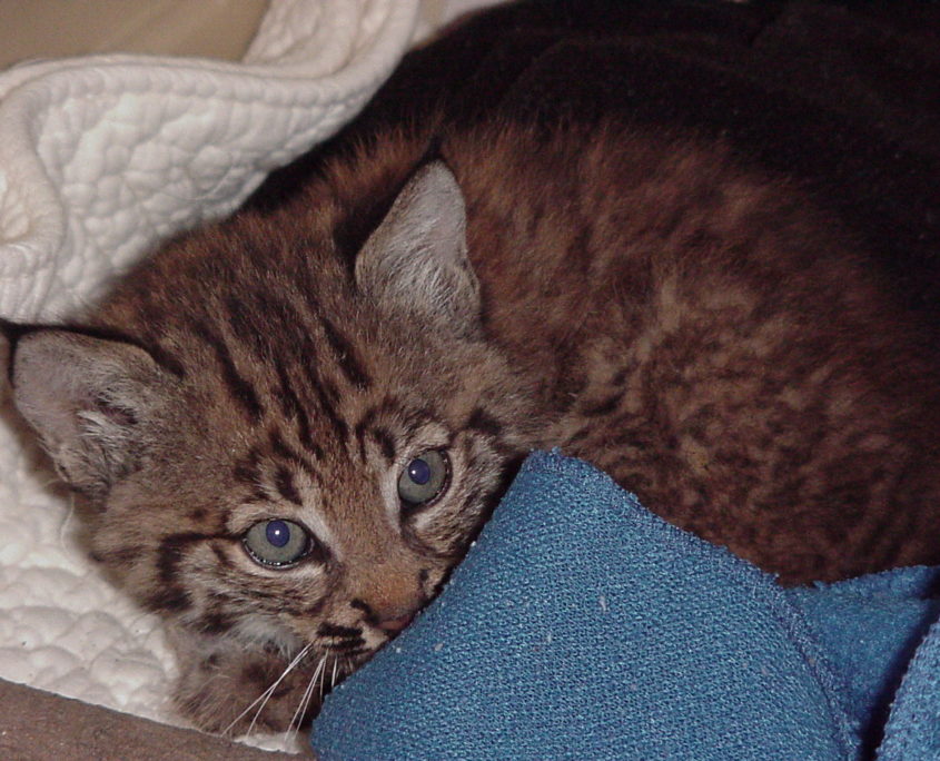 Gallery - California Wildlife Center | California Wildlife Center