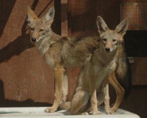 California Wildlife Center - Protecting California's native wildlife