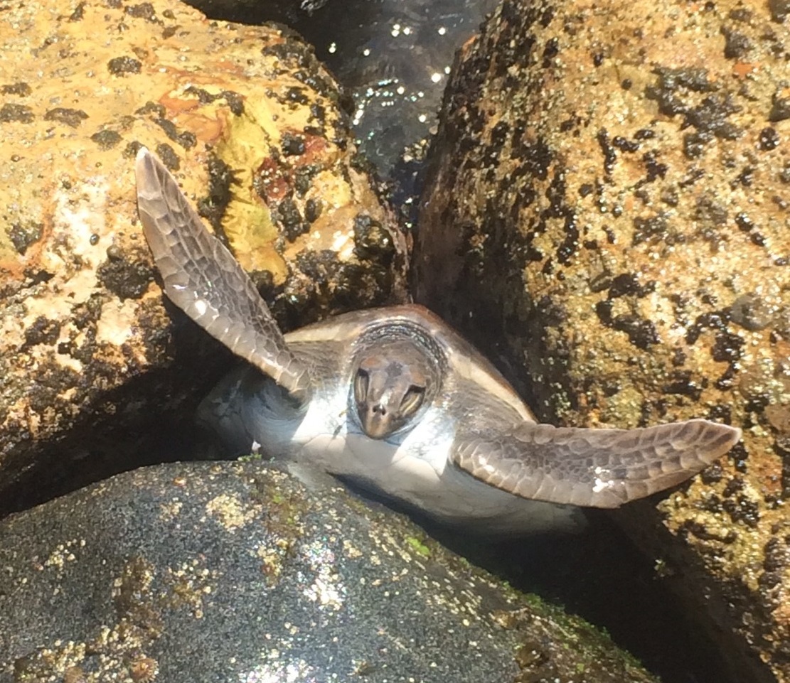 Green Sea Turtles Invade | California Wildlife Center