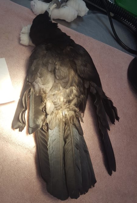 Crow Feather Imping | California Wildlife Center