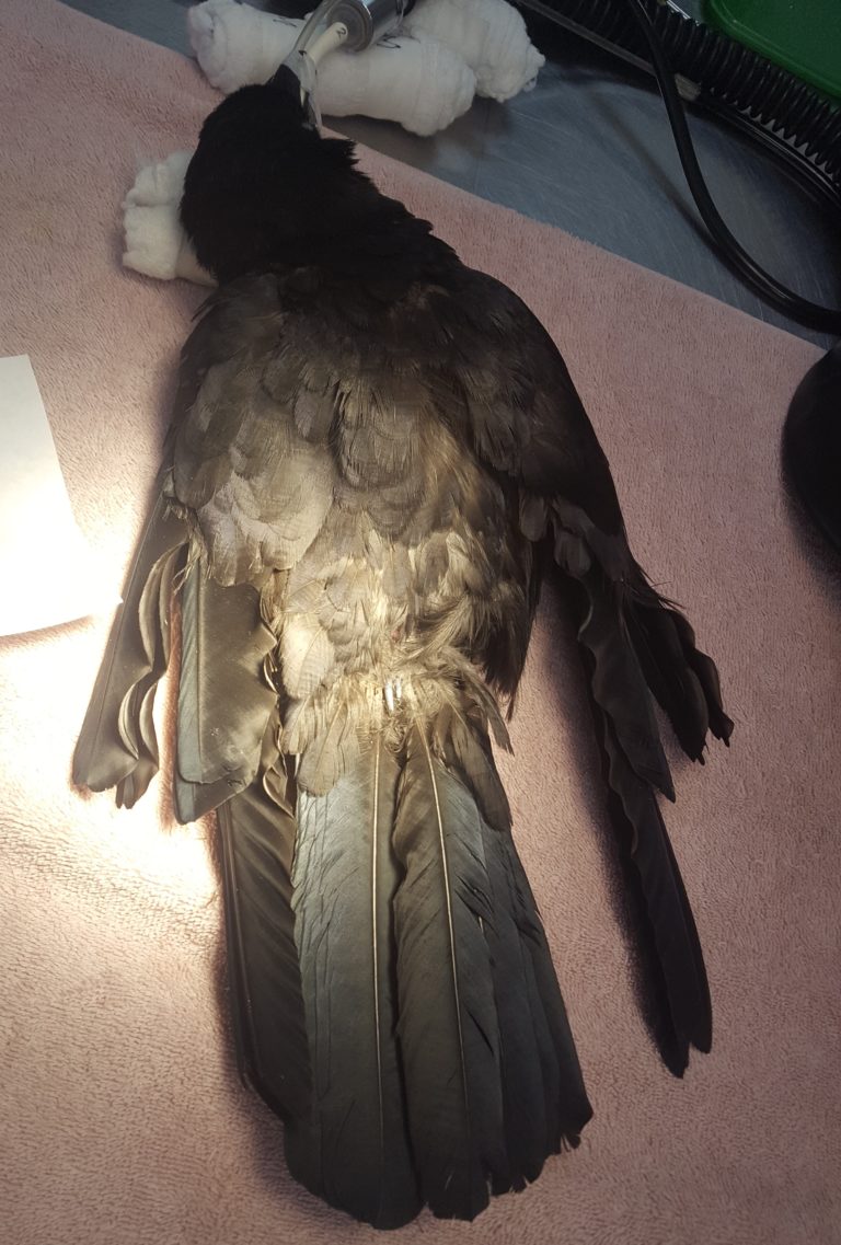 Crow Feather Imping | California Wildlife Center