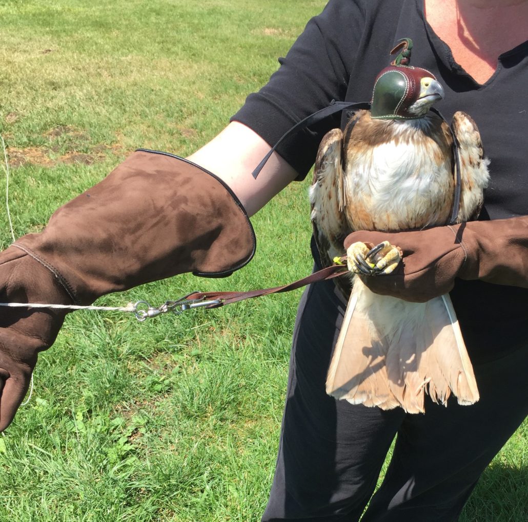 Exercising Raptors Back to Health | California Wildlife Center