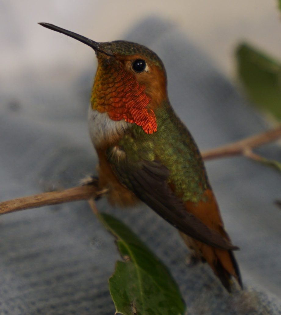 Operation Hummer: The Not-So-Tiny World of Hummingbird Care at CWC ...