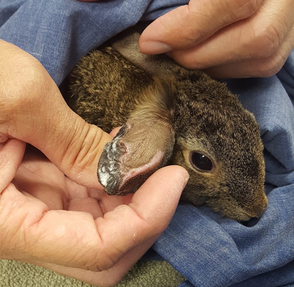 Rabbit Rescued from Fire Returns to the Wild | California Wildlife Center
