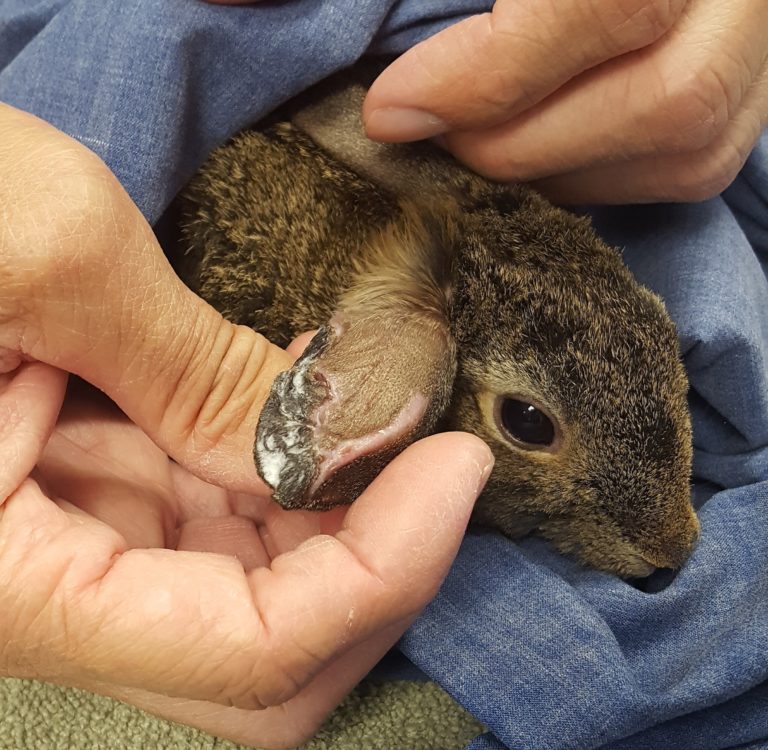 Rabbit Rescued from Fire Returns to the Wild | California Wildlife Center