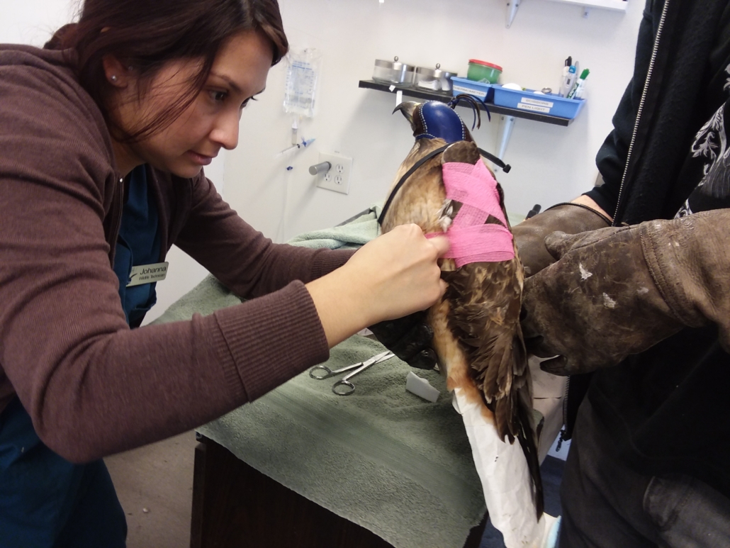 A Red-Tailed Hawk Flies Free after Bone Fracture | California Wildlife ...