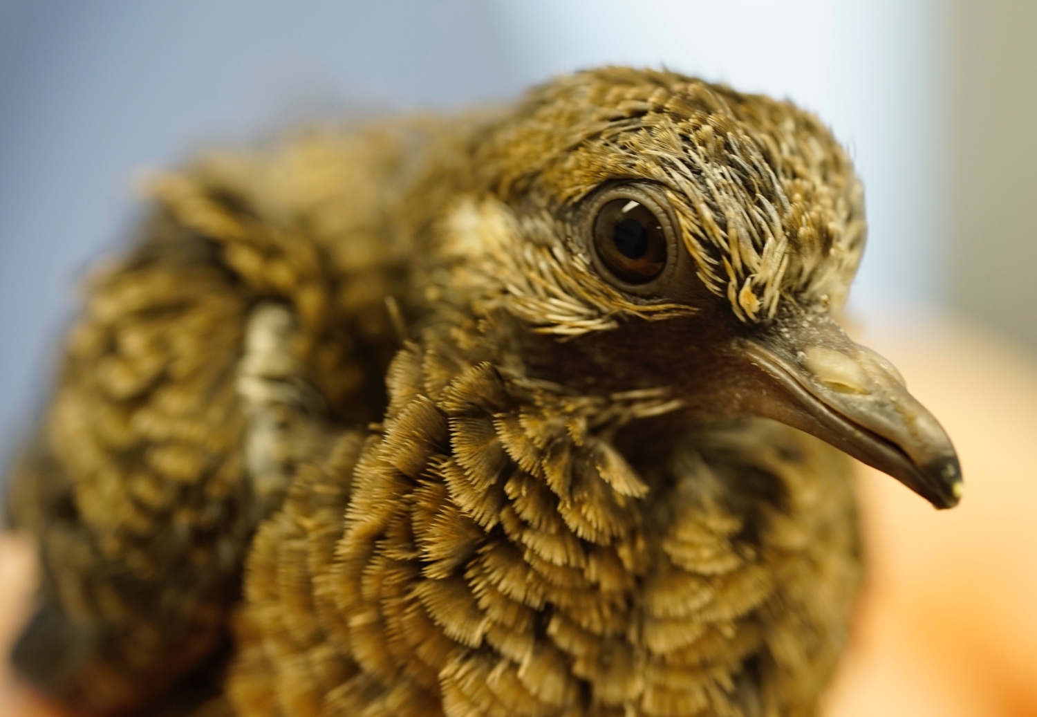 Everything You Ever Wanted to Know about Mourning Doves (but Maybe ...