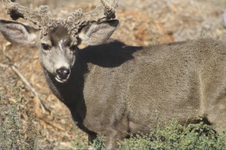 Oh Deer! CWC Helps a Deer Impacted by Plastic Waste | California ...