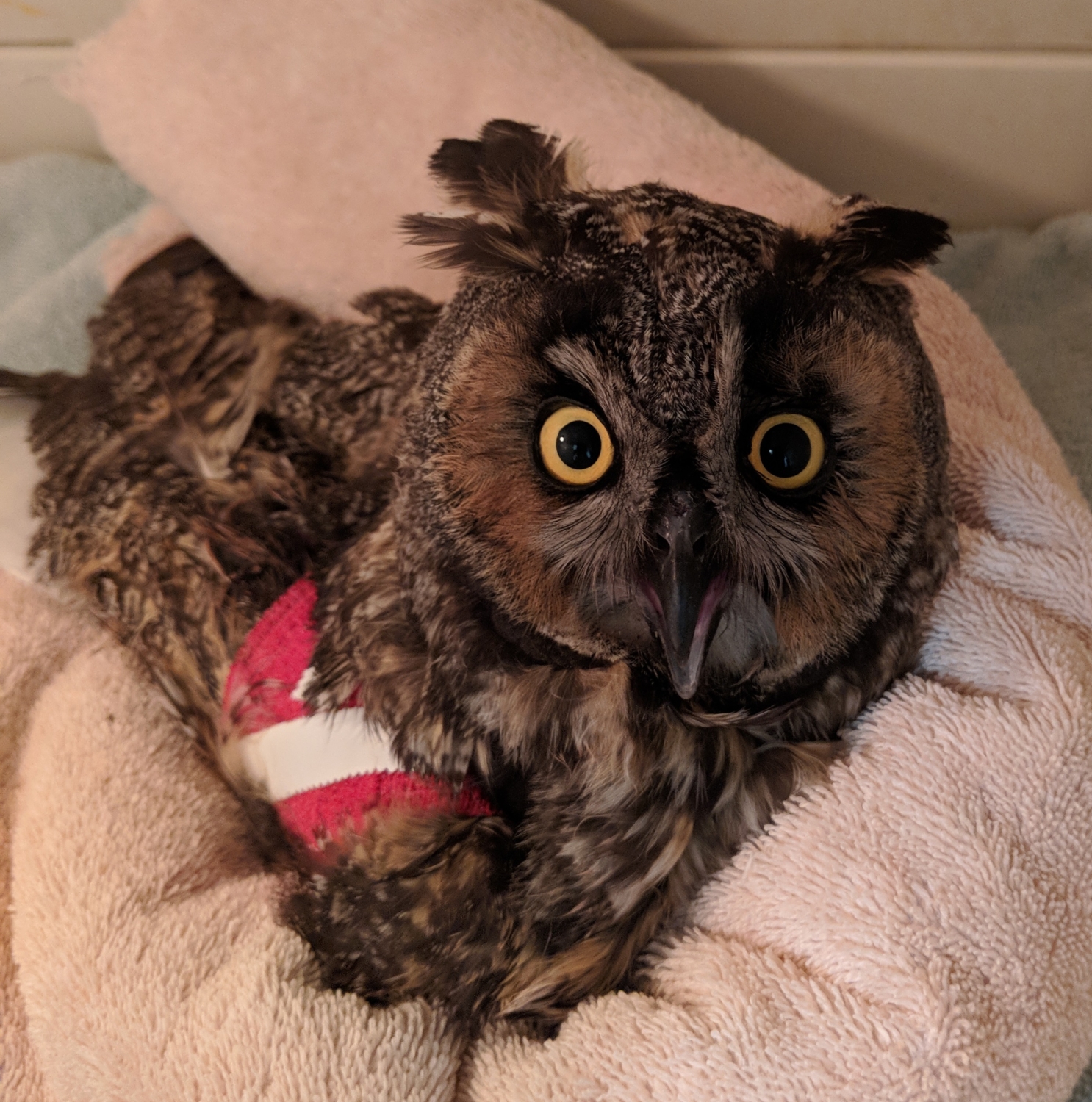 Treating a Parliament of Owls | California Wildlife Center
