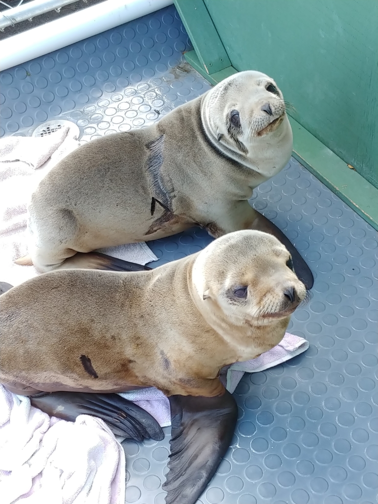 Marine Mammal Department Braces for an Unpredictable Season ...