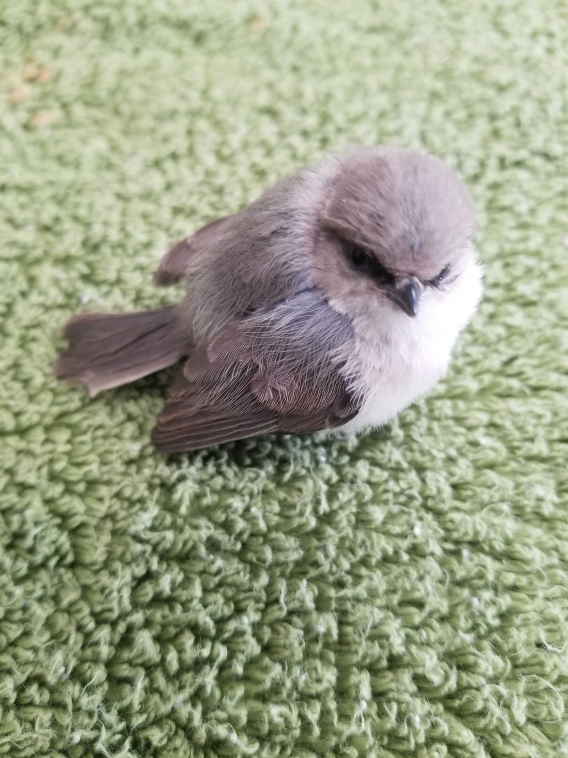 The Many Species of Orphan Care | California Wildlife Center