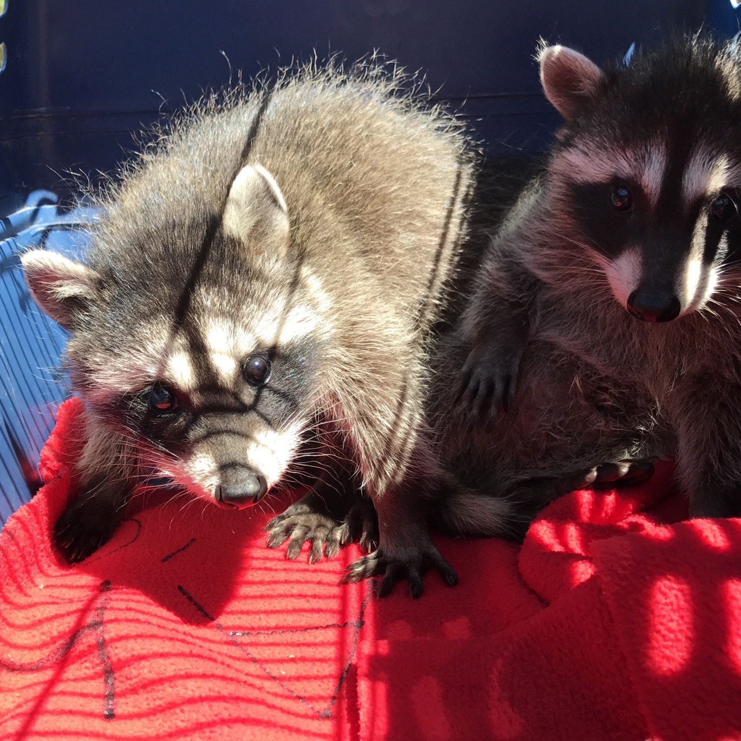 Caring for Bandit-Faced Babies | California Wildlife Center