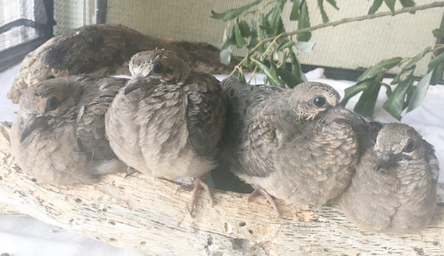 Newcastle Disease Impacts CWC | California Wildlife Center