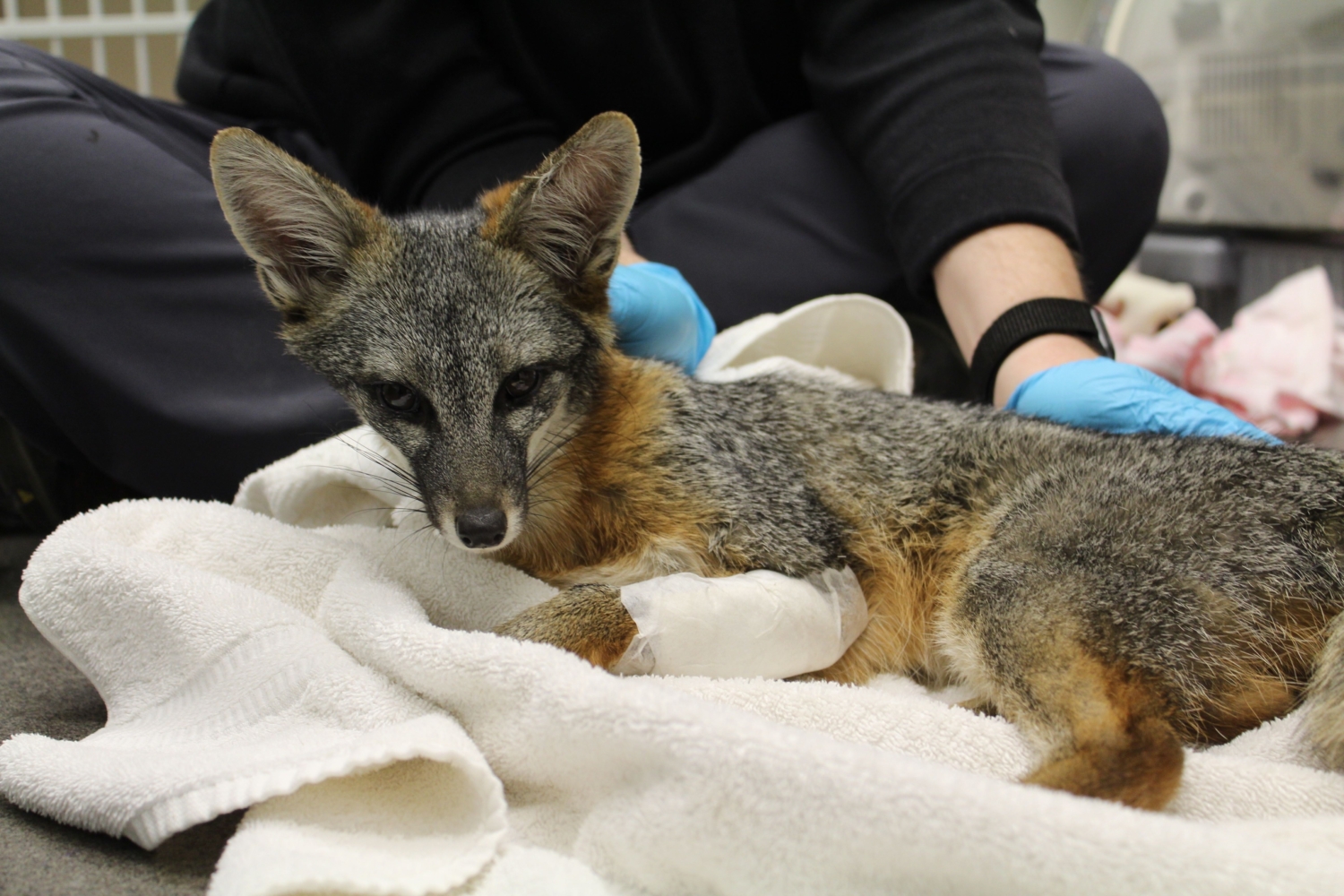CWC Medical Care Saves Gray Fox | California Wildlife Center