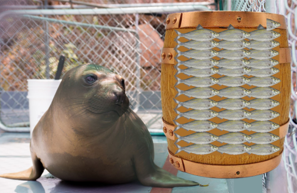 Giving Tuesday Seal-a-Bration! | California Wildlife Center