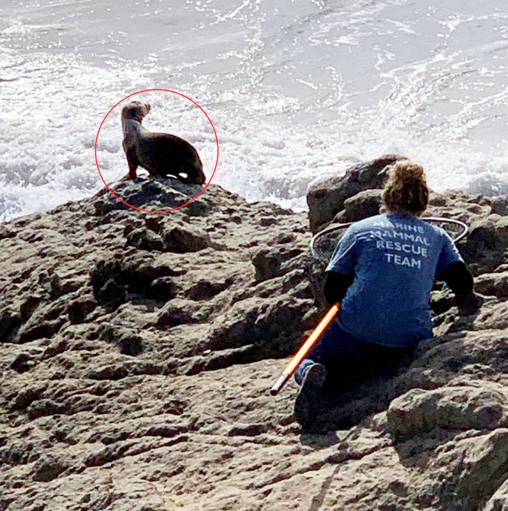 Marine Mammal’s Rocky Rescues | California Wildlife Center