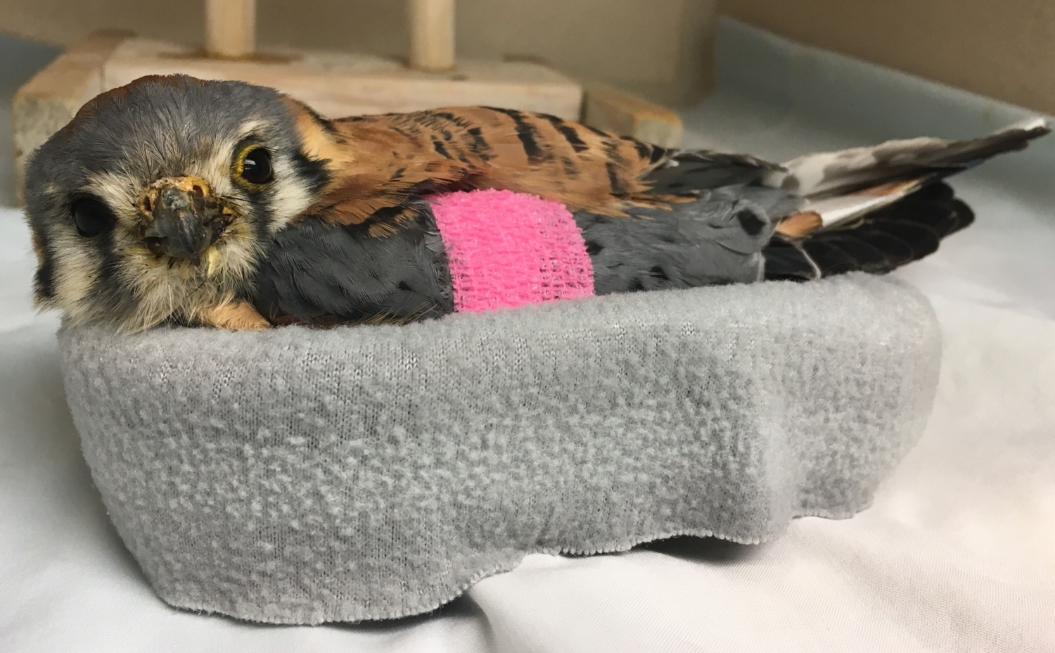 Co-existing with wildlife - California Wildlife Center | California ...