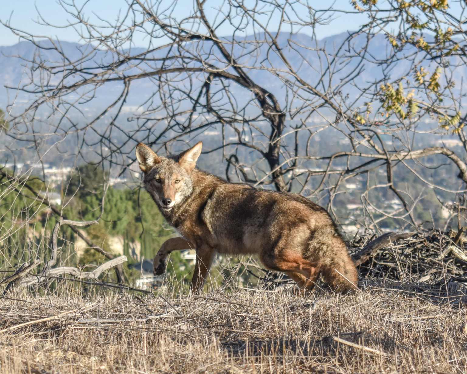 Co-existing with wildlife - California Wildlife Center | California ...