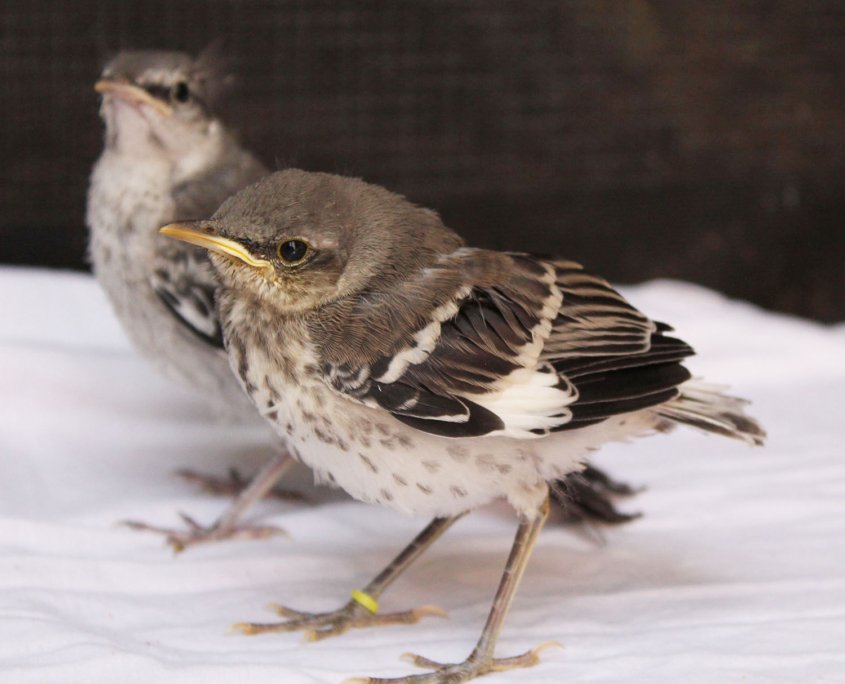 Gallery - California Wildlife Center | California Wildlife Center