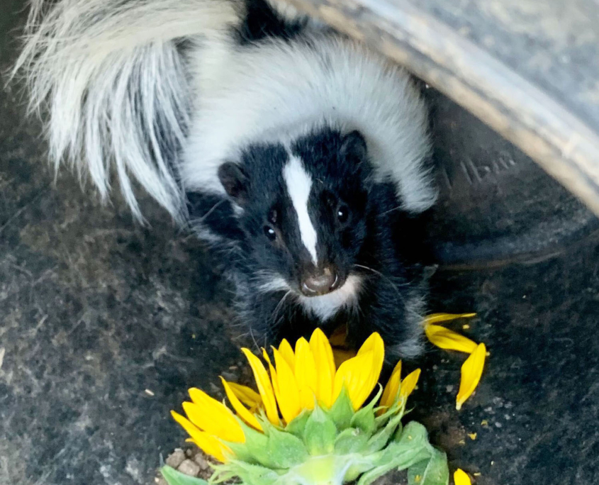 Gallery - California Wildlife Center | California Wildlife Center