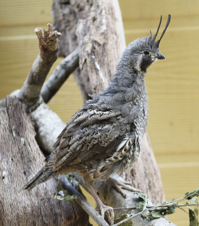 Success for Orphaned Mountain Quail | California Wildlife Center