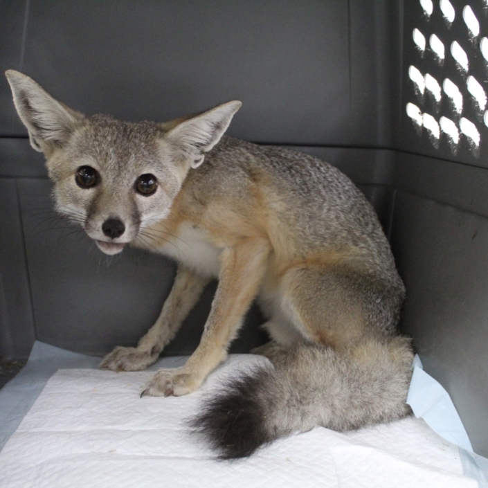 San Joaquin Kit Fox Gets Help at CWC | California Wildlife Center