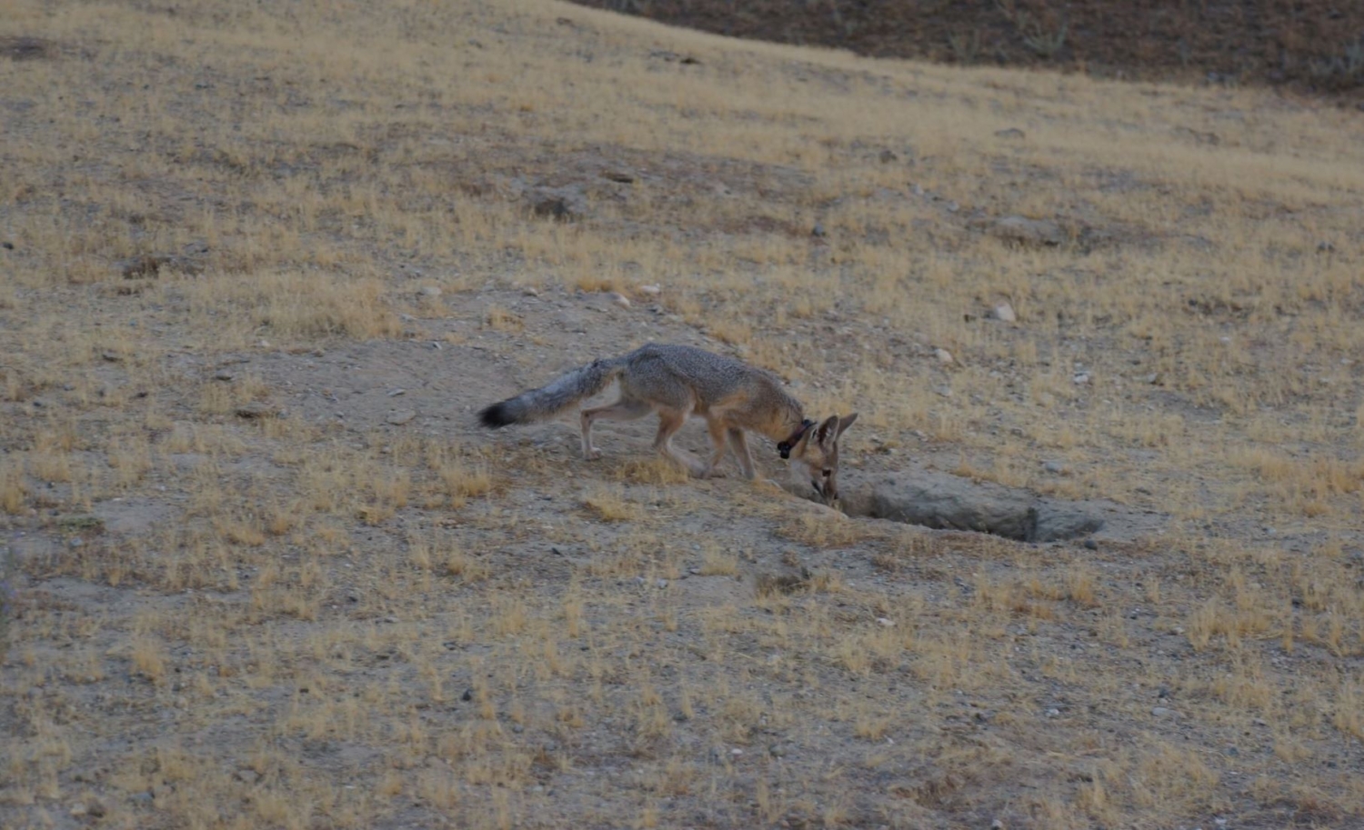 San Joaquin Kit Fox Gets Help at CWC | California Wildlife Center