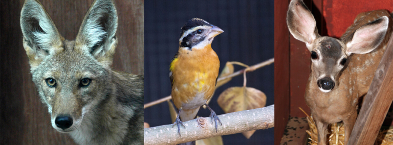 California Wildlife Center - Protecting California's native wildlife