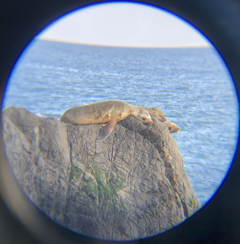 Former CWC Sea Lion Patient Thriving in the Wild | California Wildlife ...