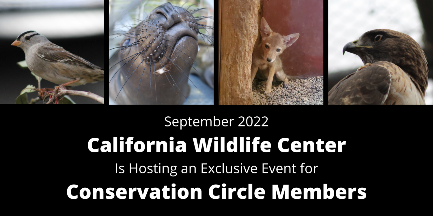 Conservation Circle Members Event | California Wildlife Center