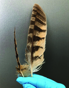 Feather Imping | California Wildlife Center