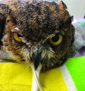 Feather Imping | California Wildlife Center
