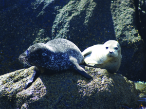 The Secretive Pacific Harbor Seal | California Wildlife Center
