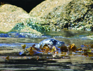 The Secretive Pacific Harbor Seal | California Wildlife Center